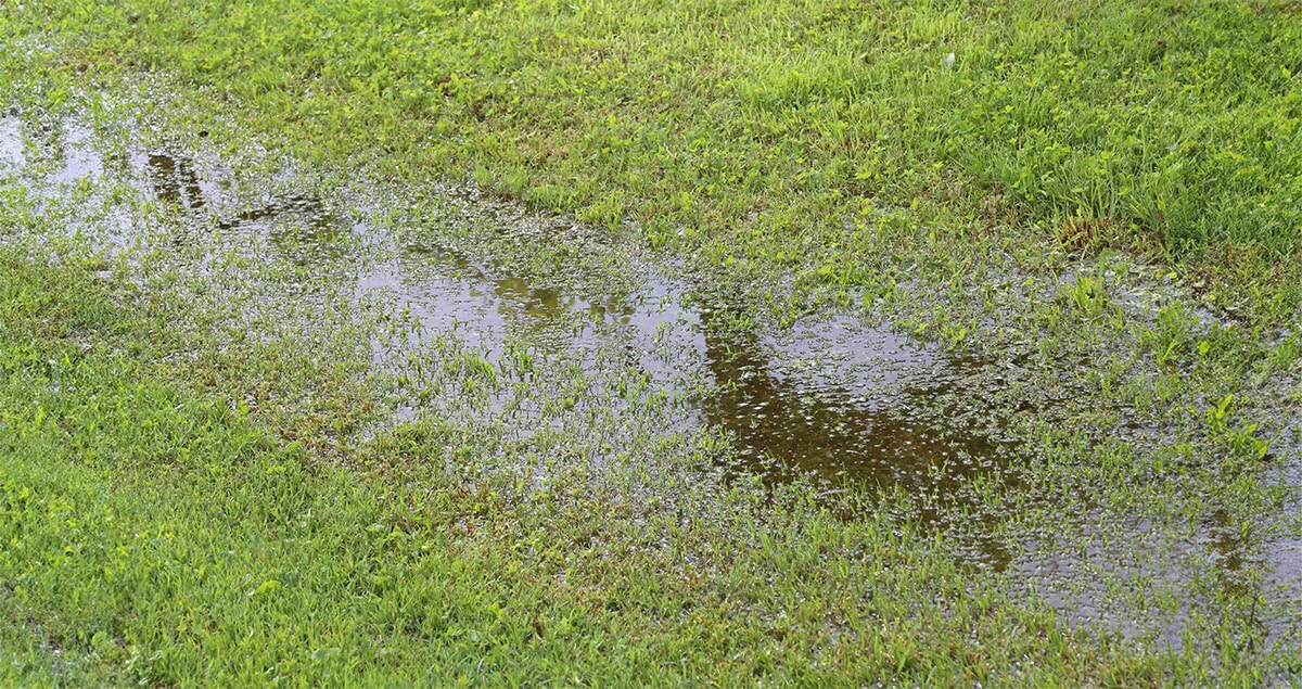Is Your Sprinkler System Overwatering Your Lawn? - Triple Green ...